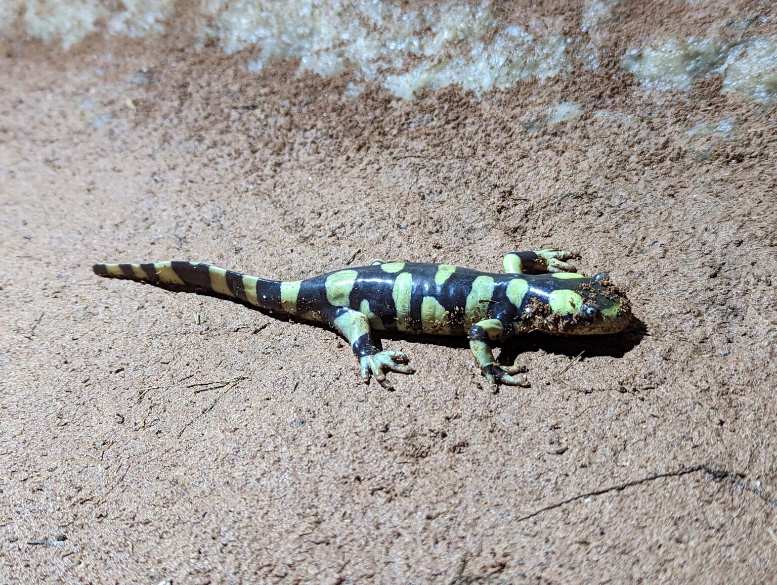 Yo-Yo Pit and the Martin Cave System NM, May 2023 – Fusion and Things